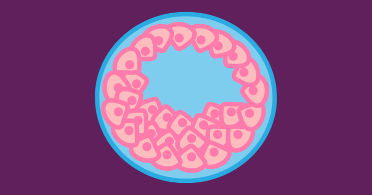 Understanding Oocytes: The Foundation of Female Fertility